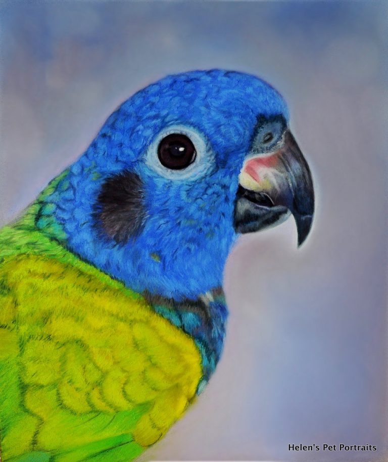 Parrot Pet Portrait - Helen's Pet Portraits