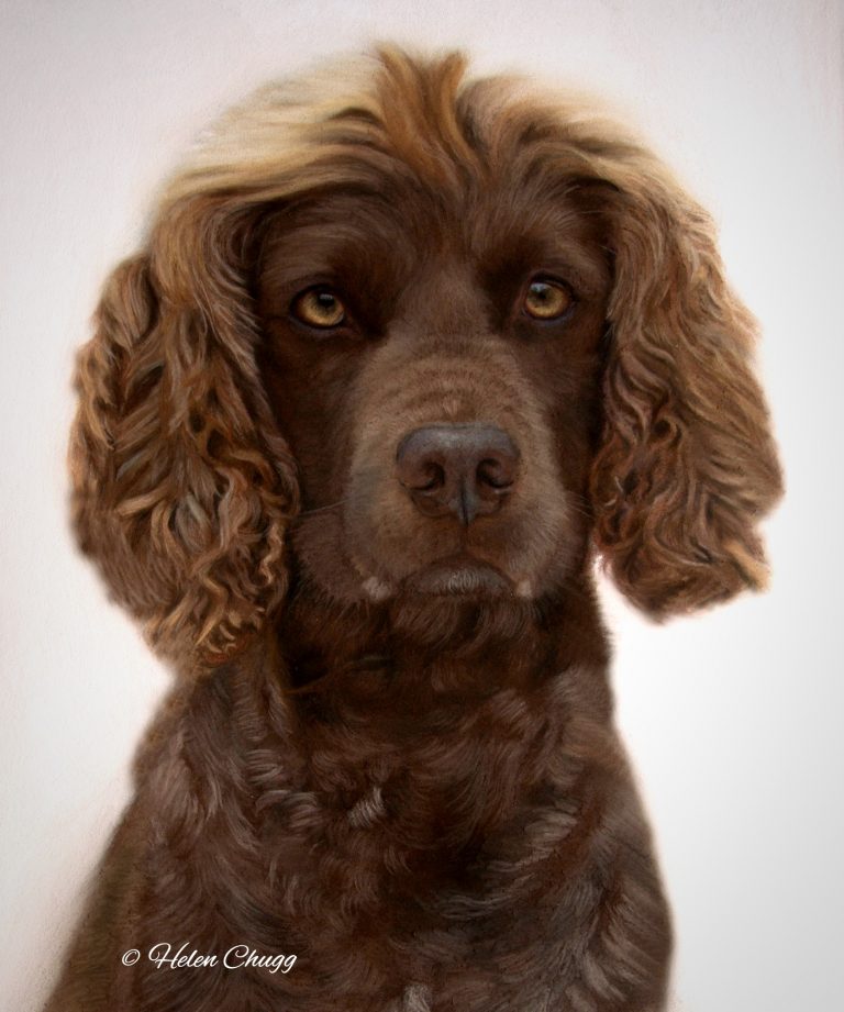 cocker-spaniel-dog-portrait - Helen's Pet Portraits