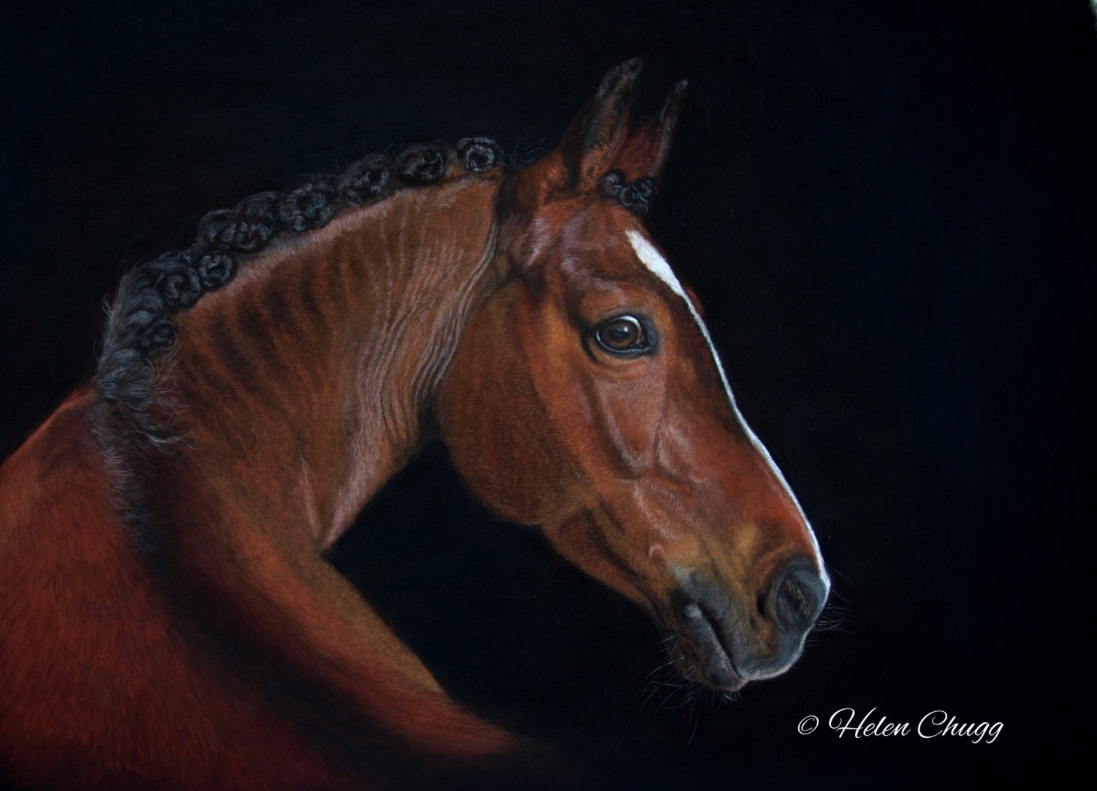Horse Portraits - Helen's Pet Portraits - Gallery images of horses